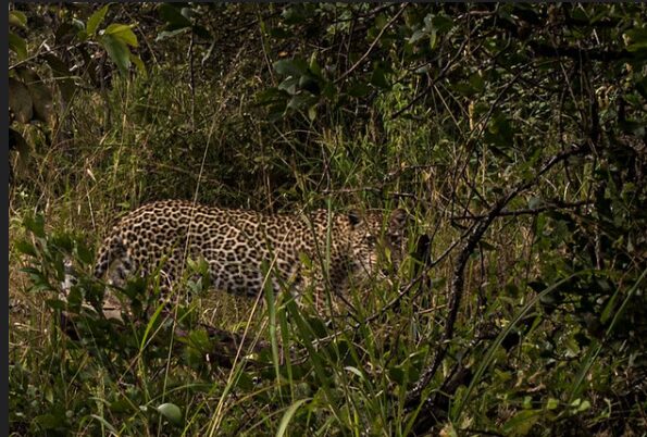 Exploring Akagera National Park: Rwanda’s Hidden Gem - JIMNAT GORILLA TOURS