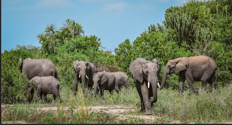 The Majestic Giants of Uganda: Elephants in the National Parks - JIMNAT ...
